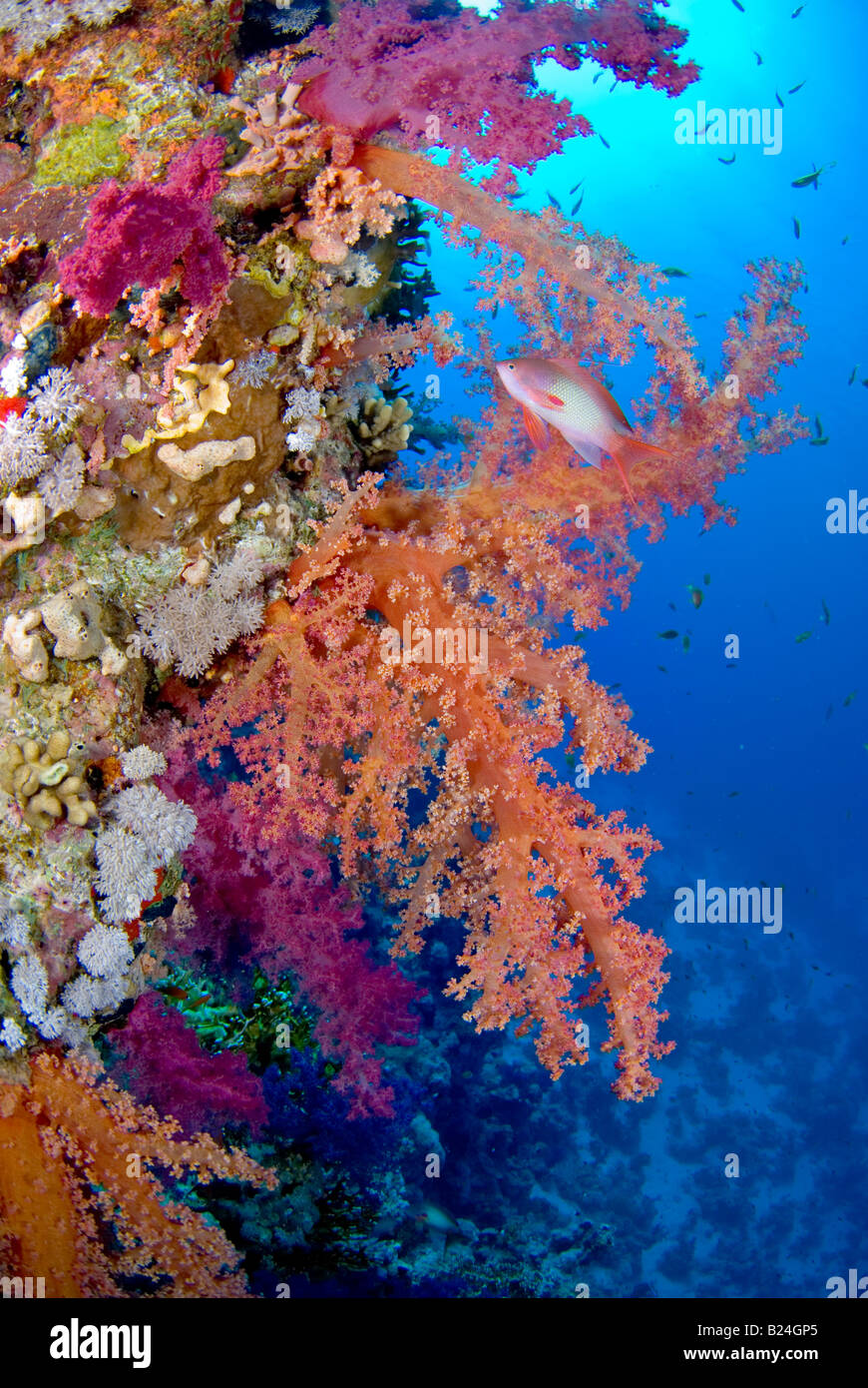 Coral reef scene in Red Sea Stock Photo - Alamy