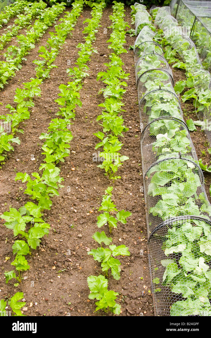 Rows Of Vegetables Growing In Garden Stock Photo - Alamy