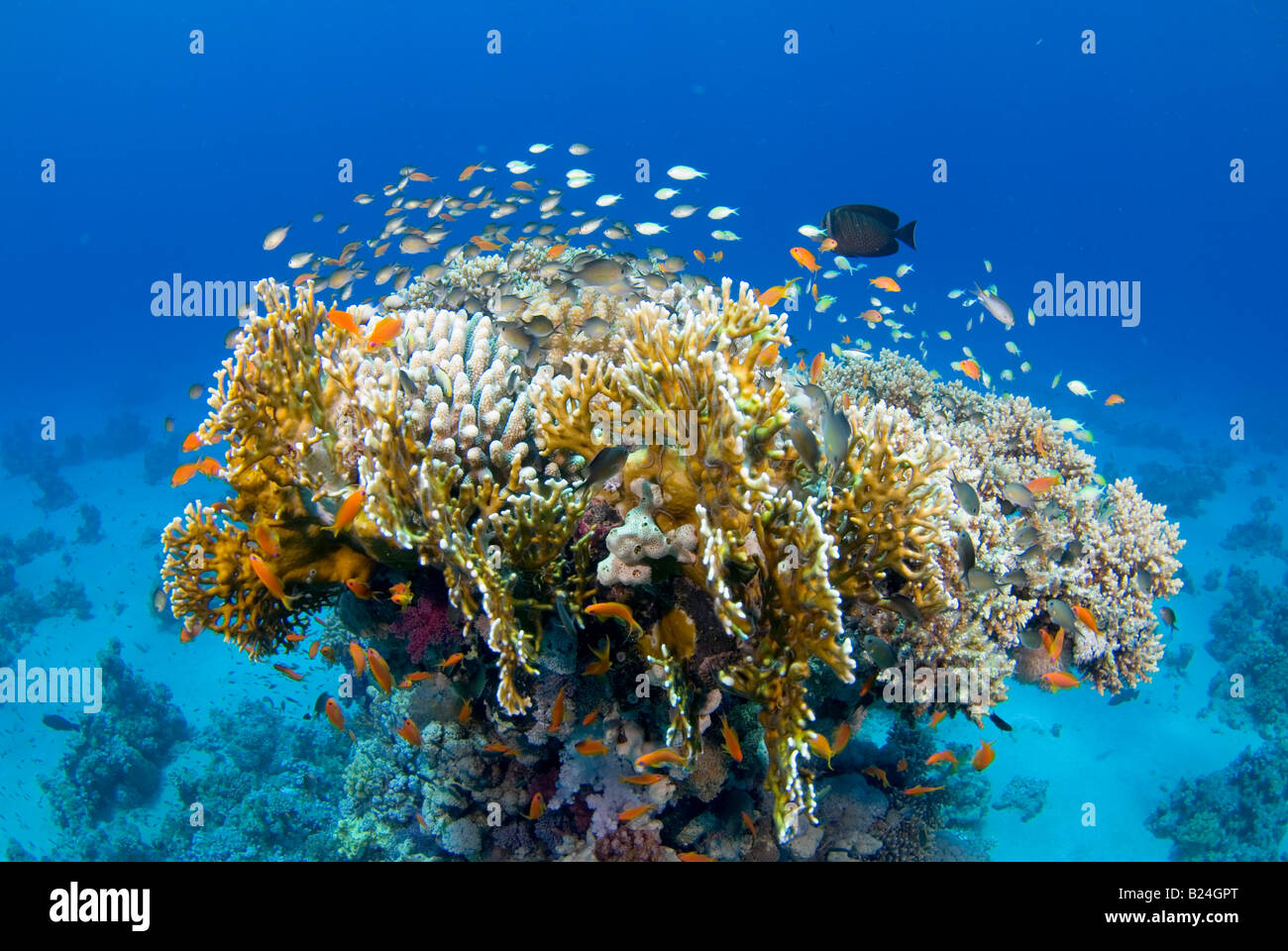 Rich healthy coral patch with various fish species Stock Photo - Alamy