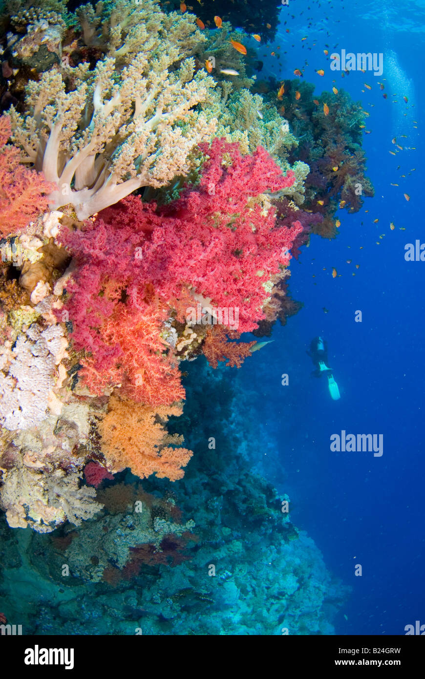 Corals red sea hi-res stock photography and images - Alamy
