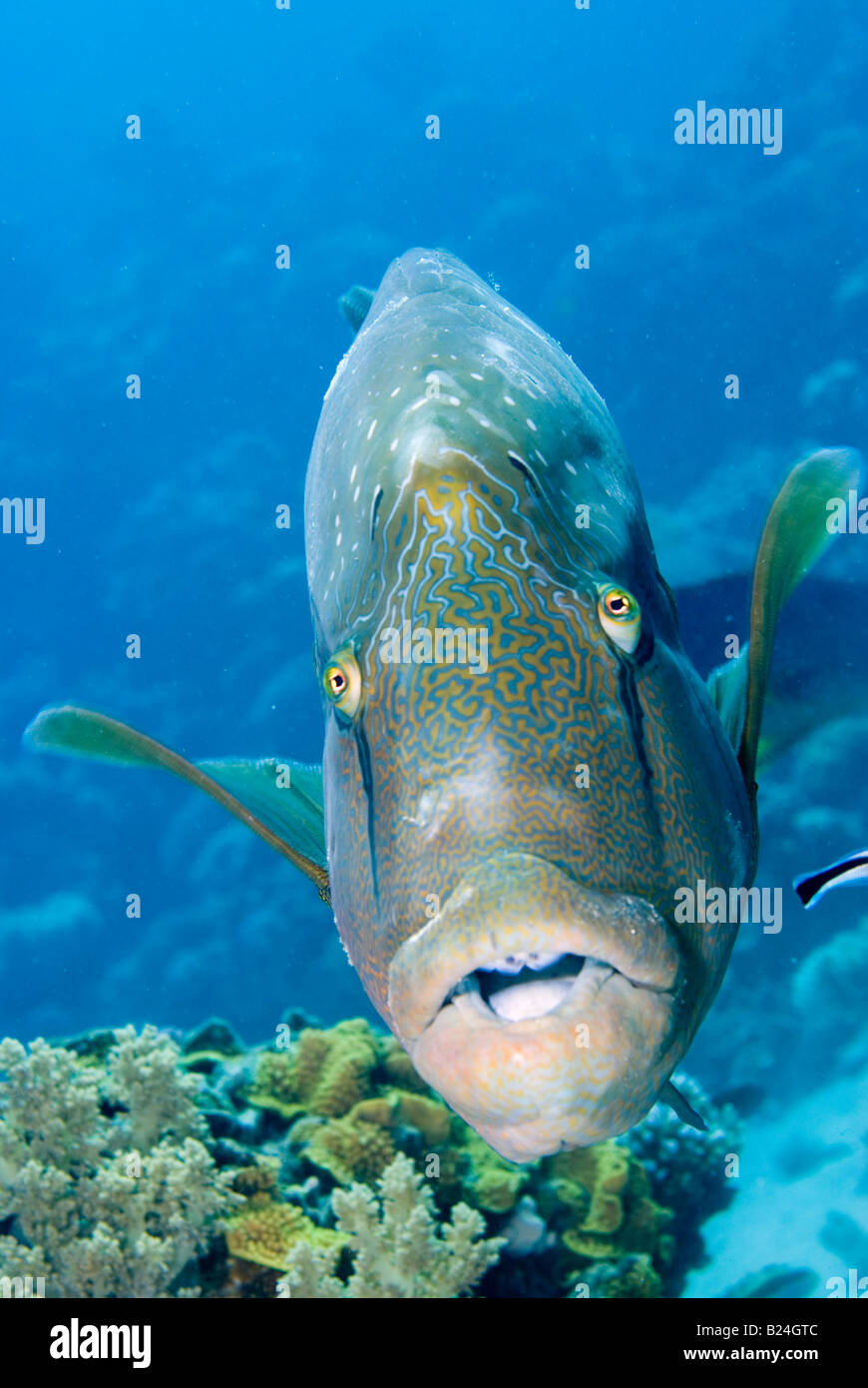 Close-up of napoleon wrasse Stock Photo - Alamy