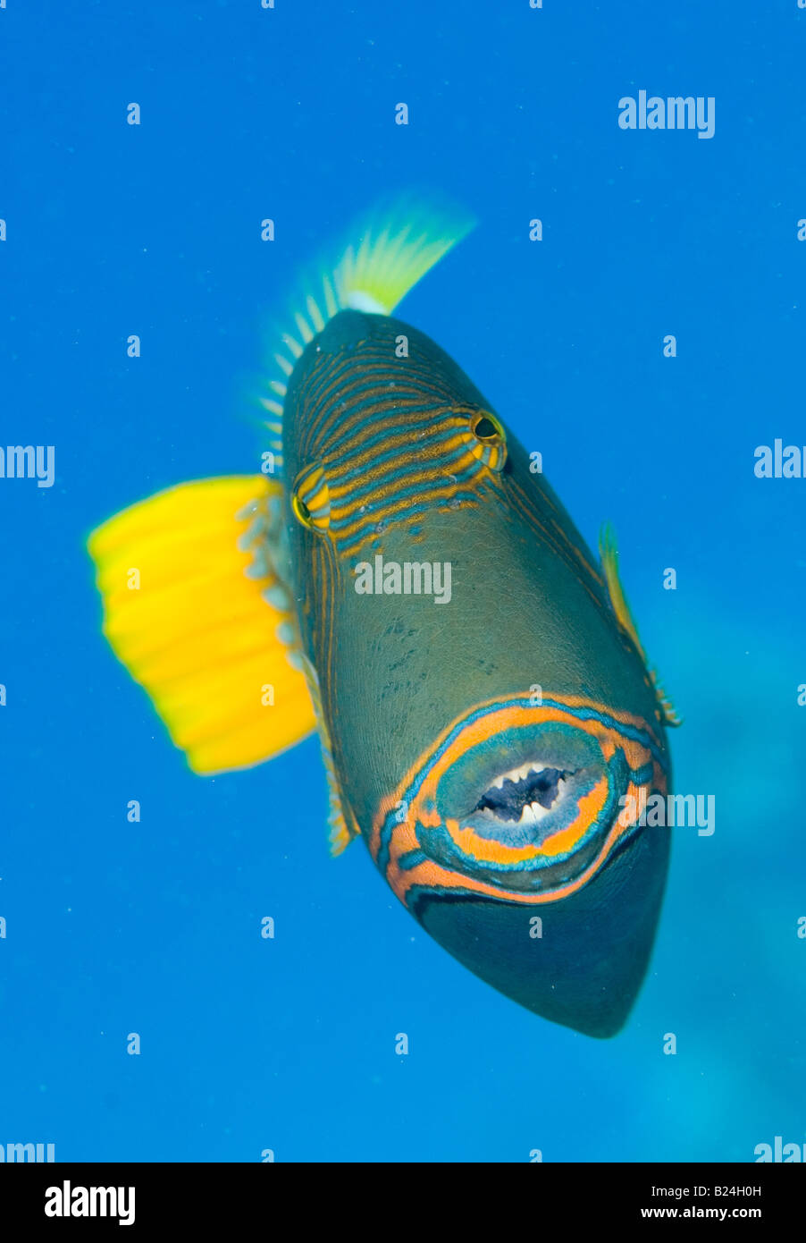 Trigger fish hi-res stock photography and images - Alamy