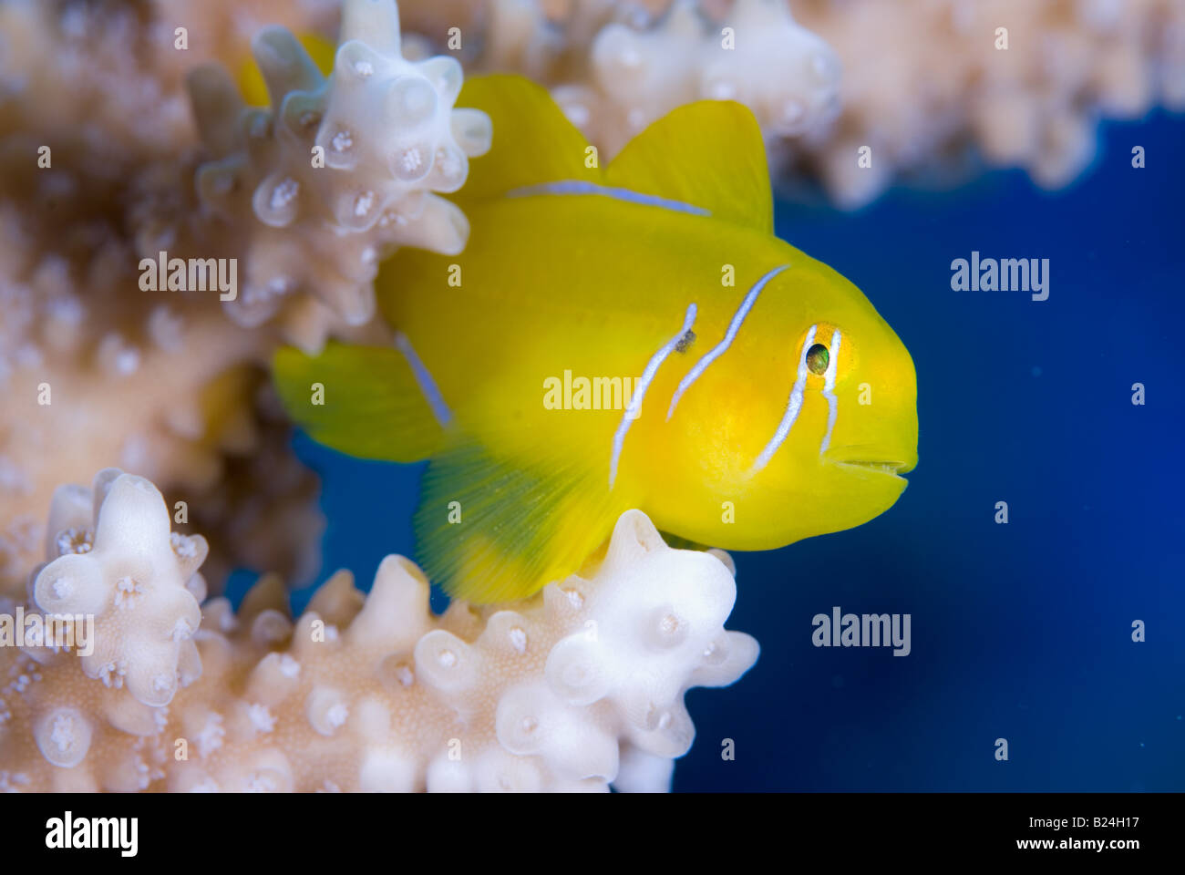 Red Sea goby Stock Photo - Alamy