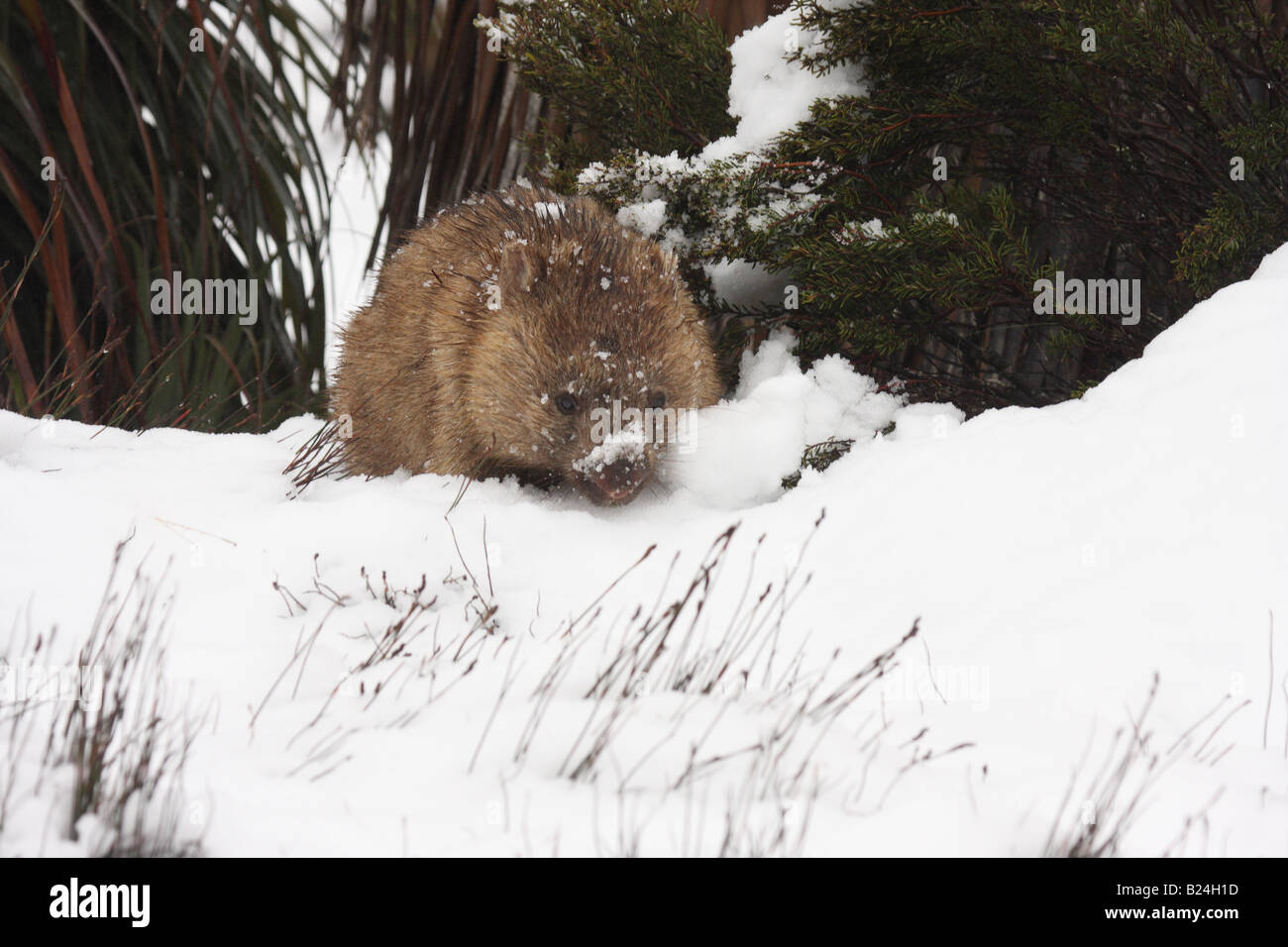 common wombat, vombatus ursinus single adult standing in snow Stock ...