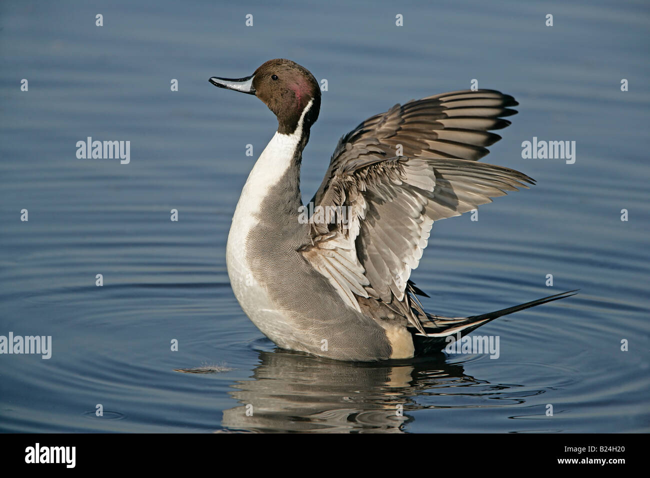 PINTAIL Anas acuta male flapping wings after bathing Martin Mere WWT ...