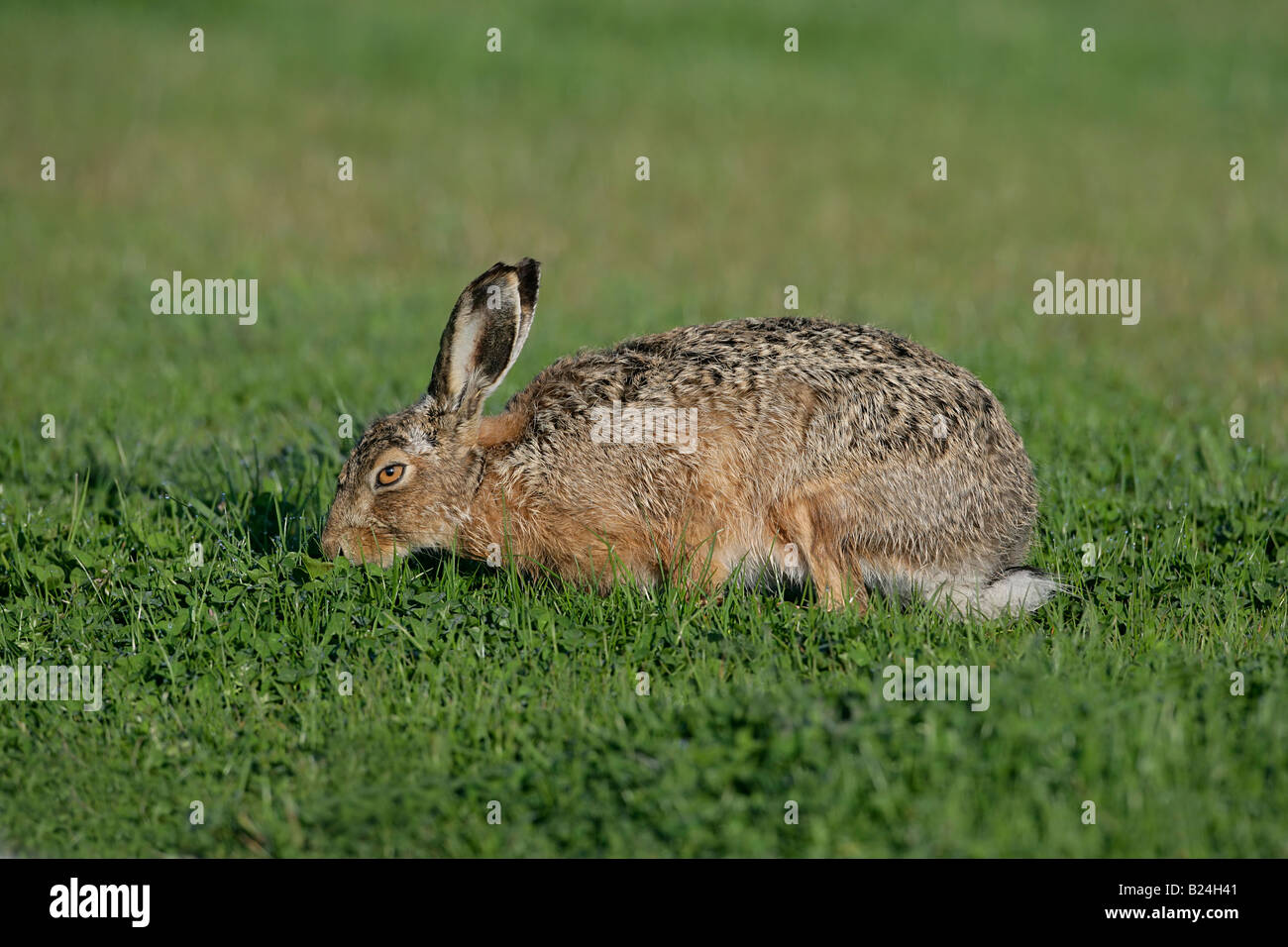 BROWN HARE Lepus capensis grazing Cheshire UK April Stock Photo - Alamy