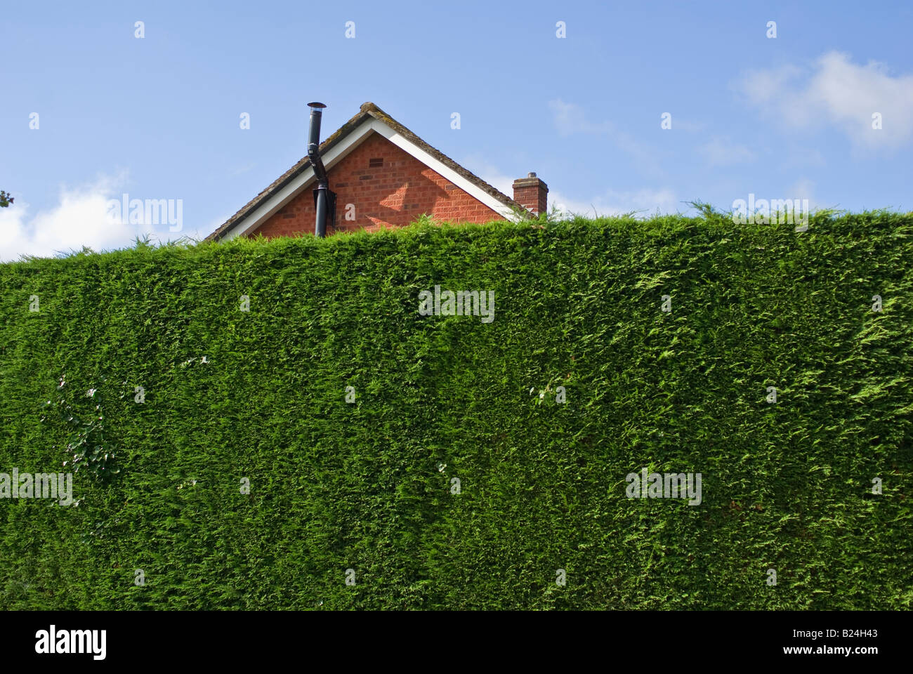 Leylandii hedge conifer hi-res stock photography and images - Alamy