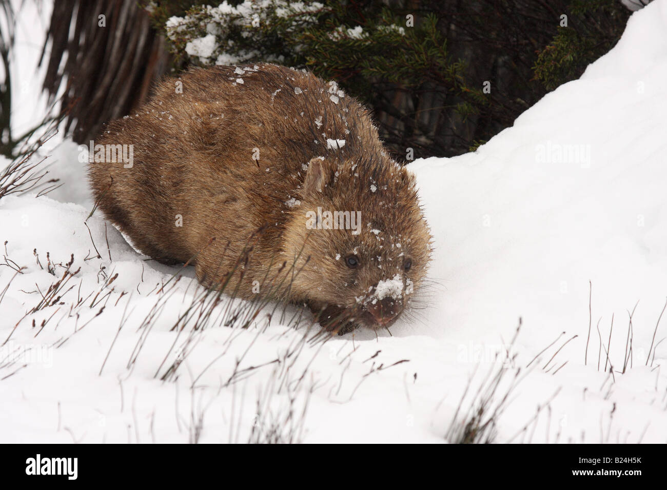 Wombat Snow High Resolution Stock Photography and Images - Alamy