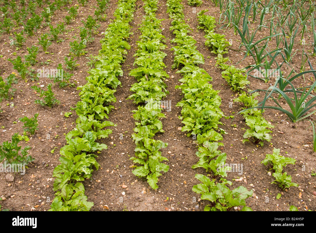 Rows Of Vegetables In Garden Stock Photo - Alamy