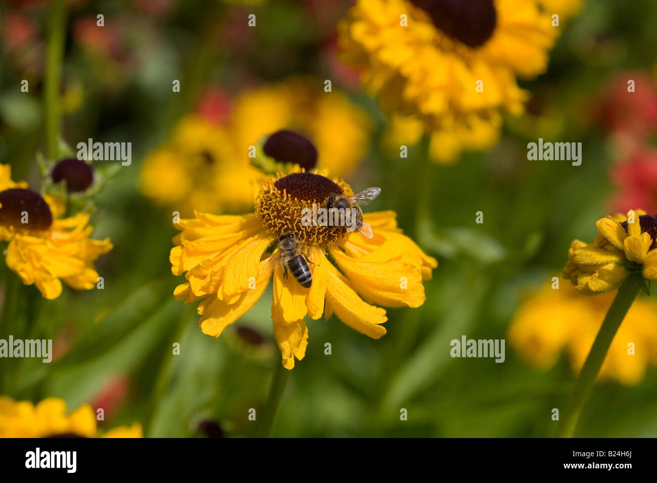 Helenium and bees Stock Photo - Alamy