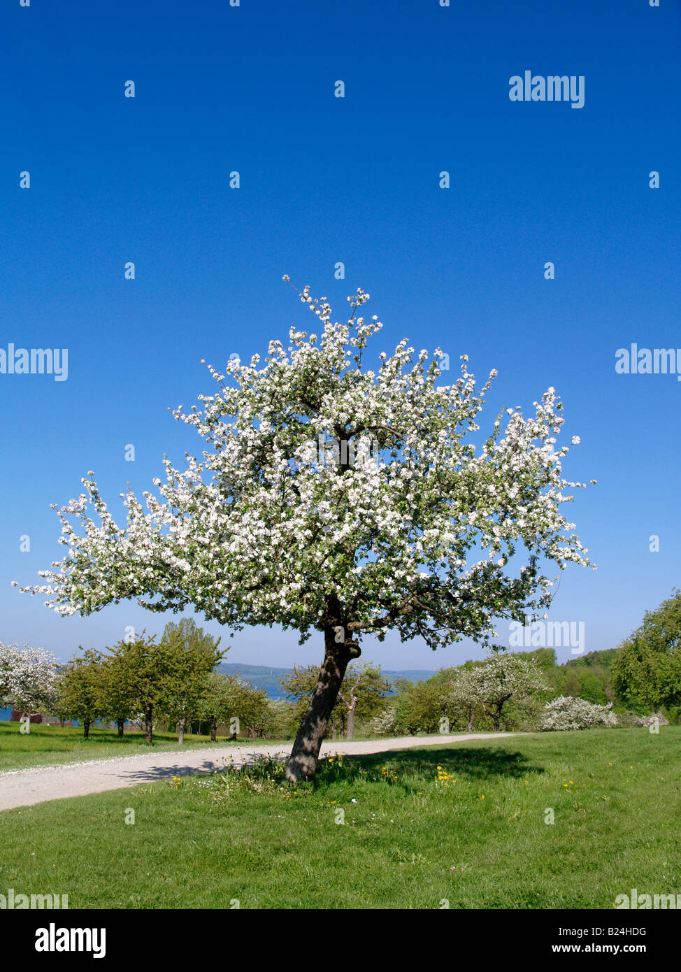 flowering apple tree Stock Photo - Alamy