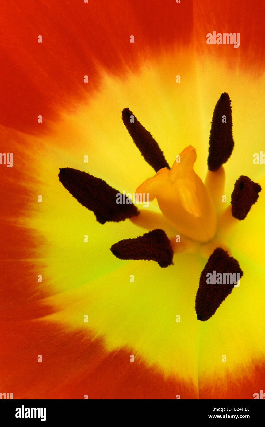 Macro study of a tulip stamen (and pistil Stock Photo - Alamy