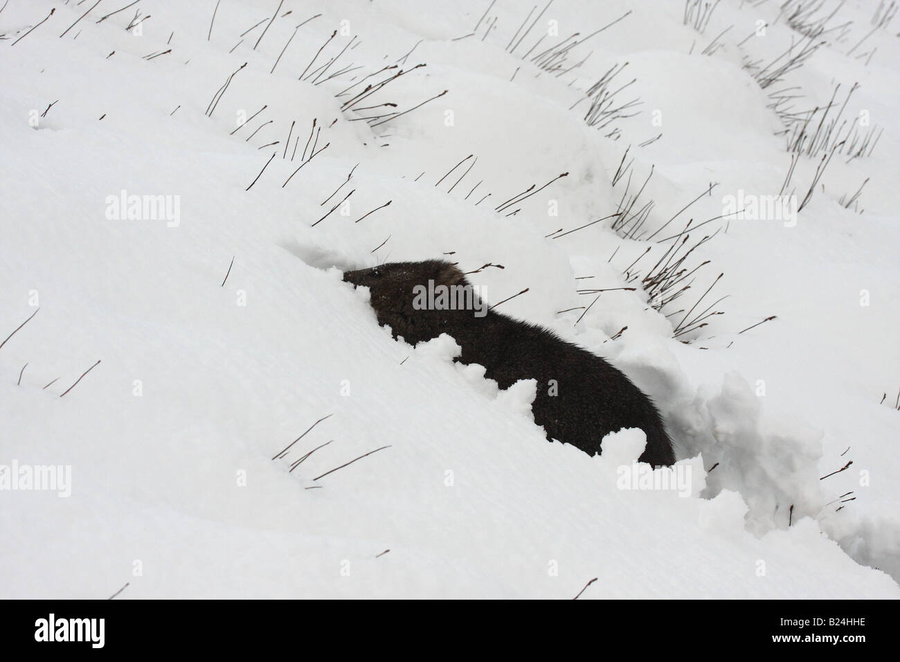 common wombat digging through snow Stock Photo - Alamy