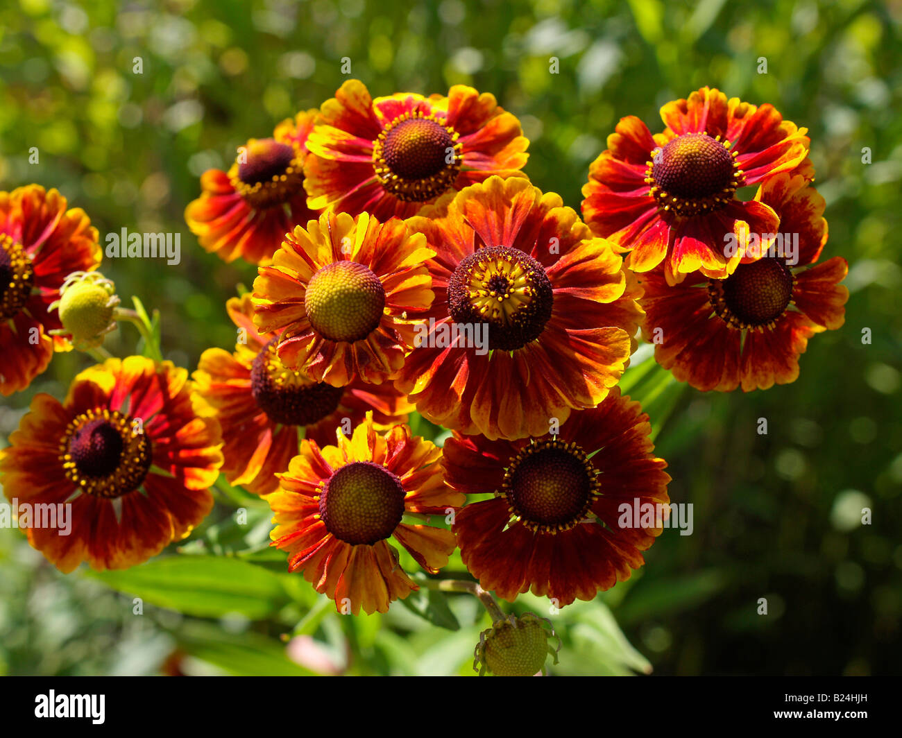 Sneezeweed Helenium spec blossom yellow and red coloured Helenium Stock ...
