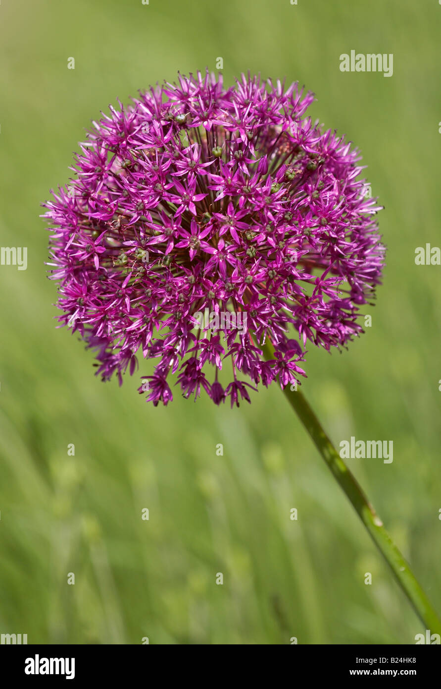 Alium flower hi-res stock photography and images - Alamy