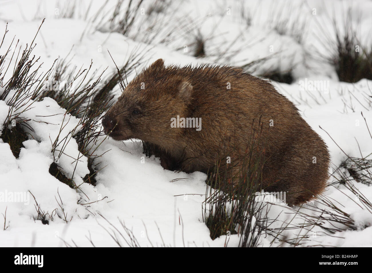 common wombat, vombatus ursinus single adult foraging in snow Stock ...