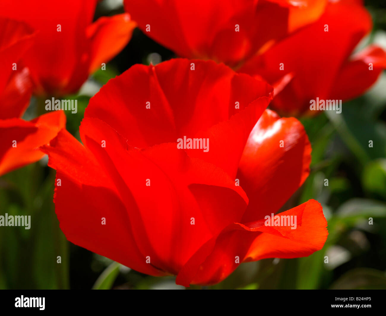 Red Tulip flower Stock Photo - Alamy