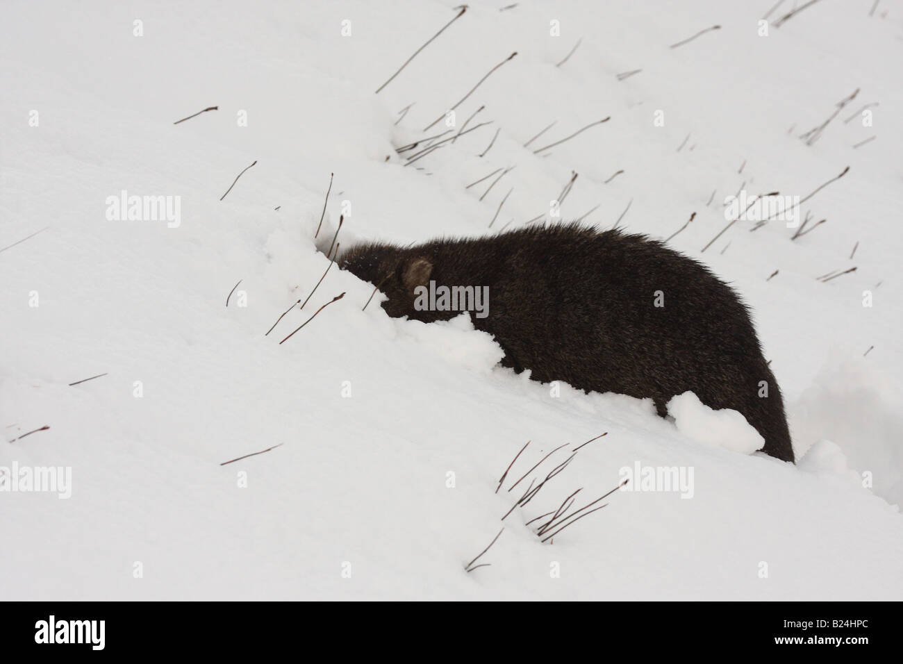 common wombat burrowing in snow Stock Photo - Alamy