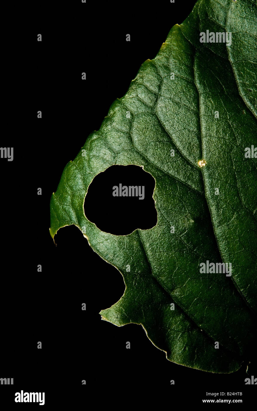 Modified leaf hi-res stock photography and images - Alamy
