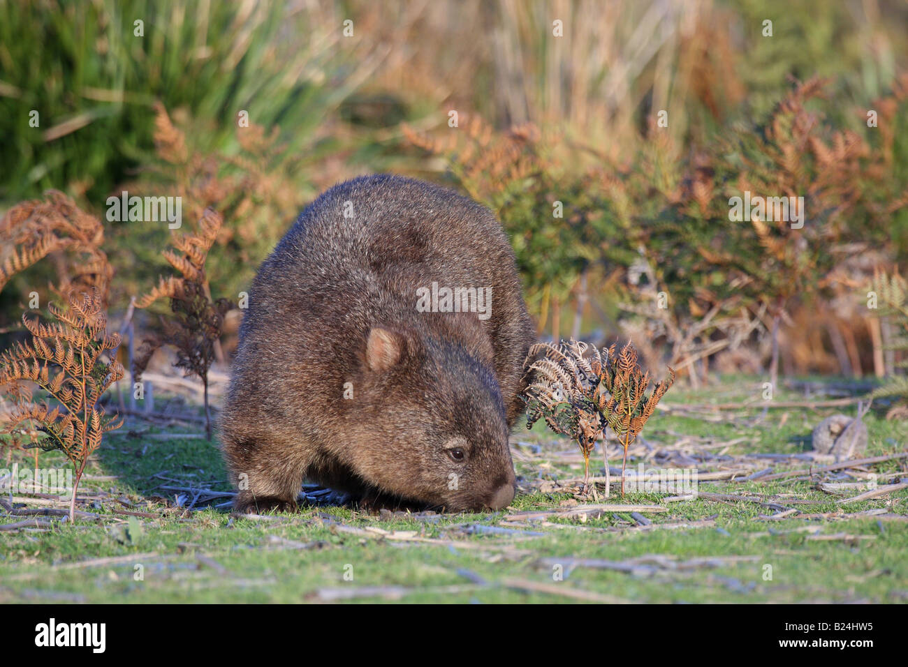 common wombat grazing Stock Photo - Alamy