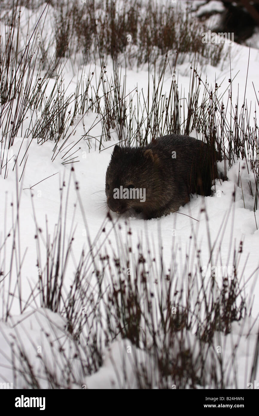 common wombat, vombatus ursinus single adult in snow Stock Photo - Alamy