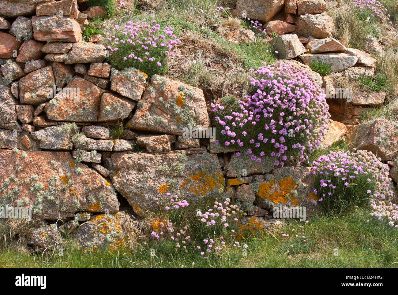 Stone clover hi-res stock photography and images - Alamy
