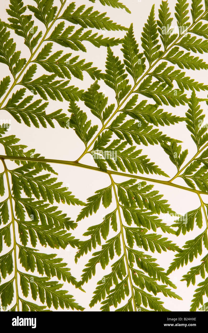 Frond leaf Cut Out Stock Images & Pictures - Alamy