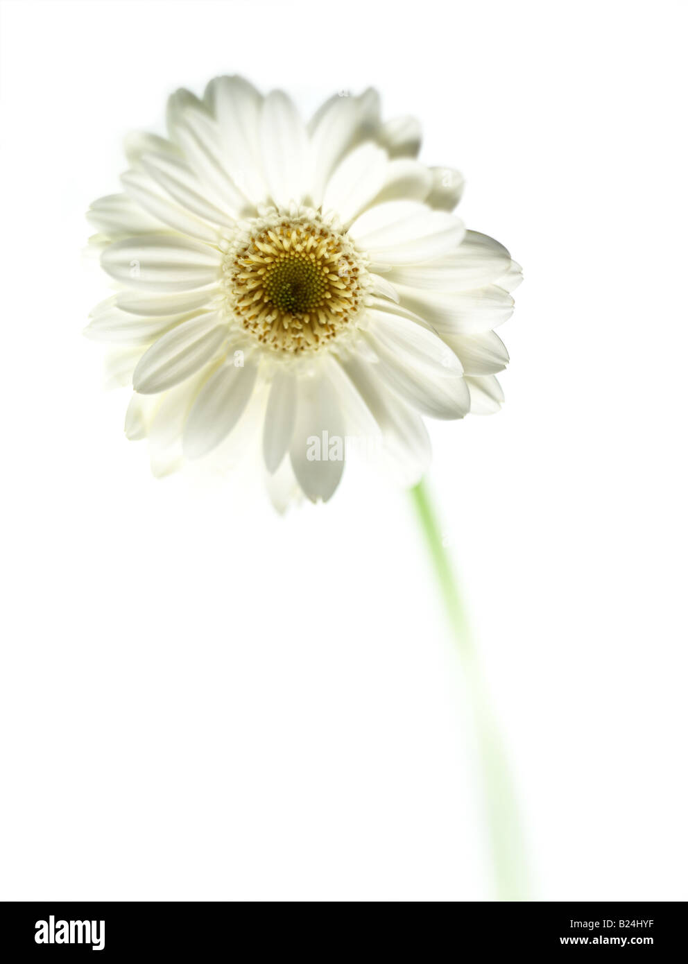 White Gerbera Daisy on White Background Stock Photo - Alamy