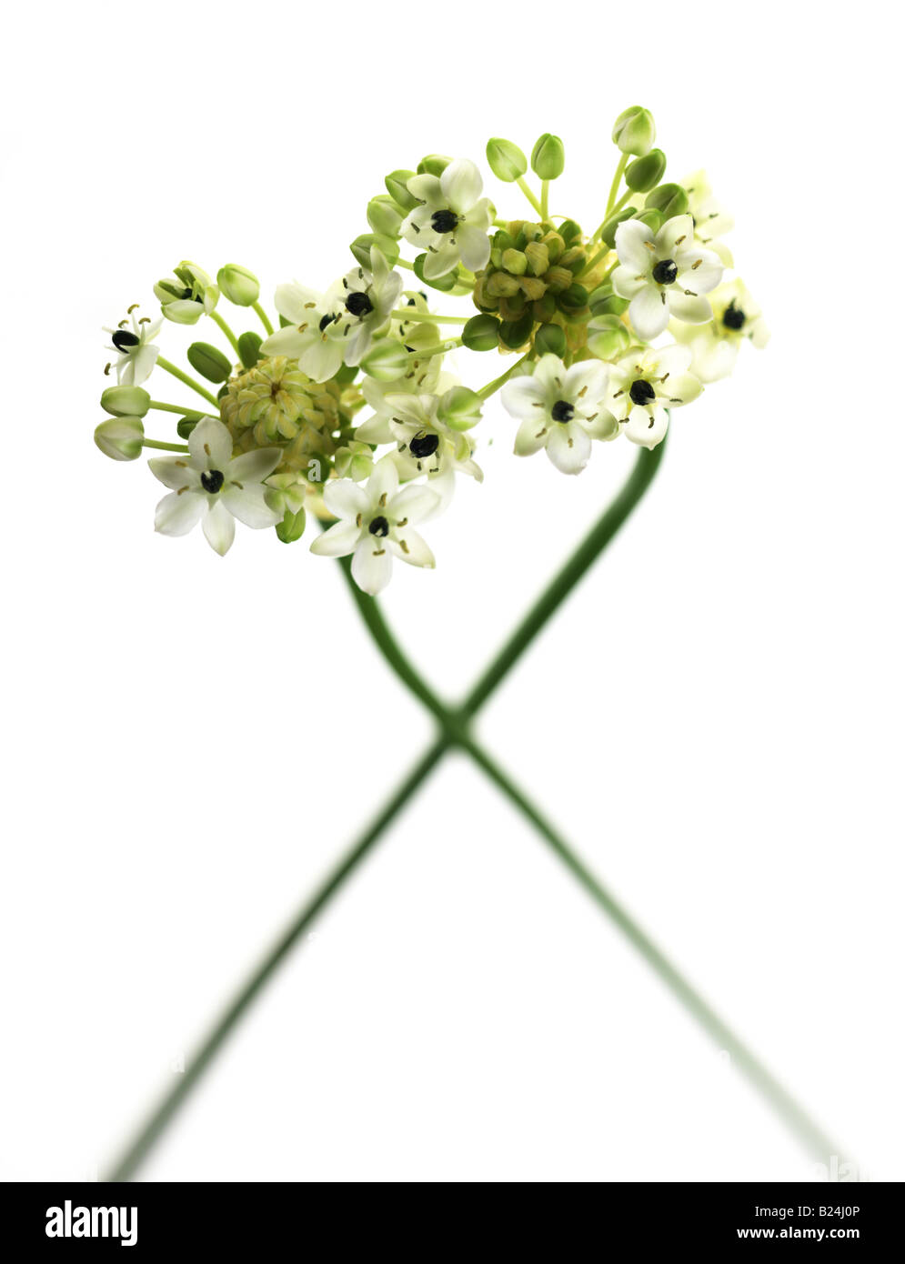 2 white flowers with crossed stems on a white background Stock Photo ...
