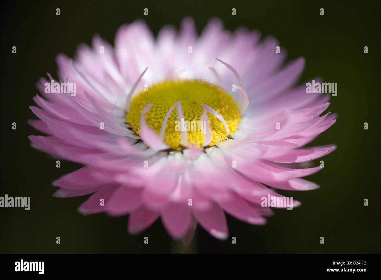 Helichrysum "Strawflower" Bracteantha Stock Photo - Alamy
