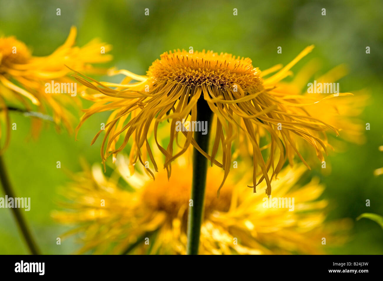 Inula garden border hi-res stock photography and images - Alamy