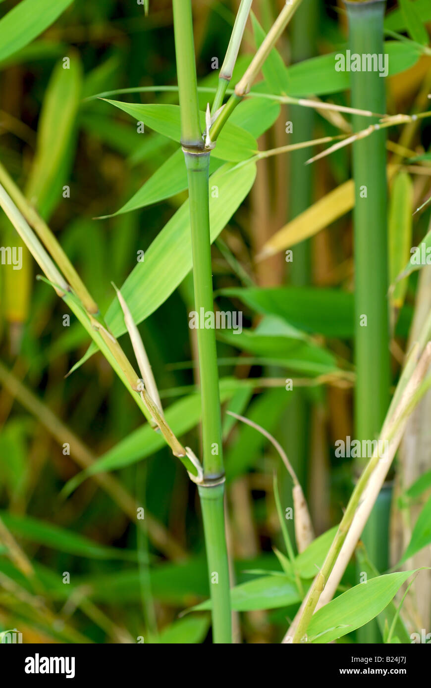 A bamboo stalk hi-res stock photography and images - Alamy