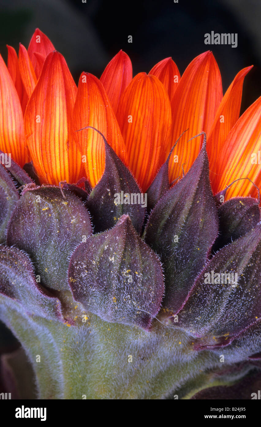 SUNFLOWER DYE INFUSED Heliantus genus Stock Photo - Alamy