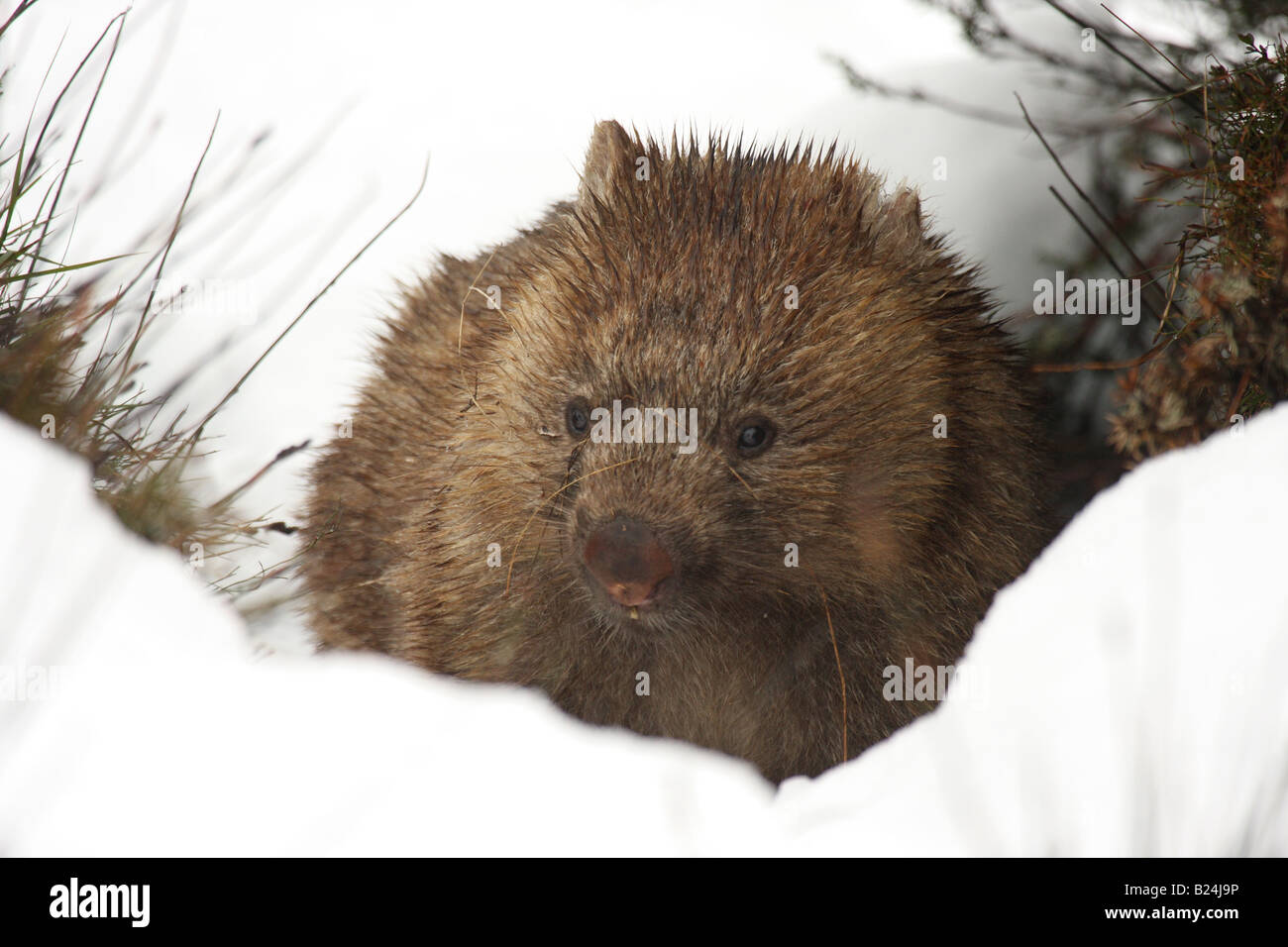 common wombat, vombatus ursinus single adult in snow Stock Photo - Alamy