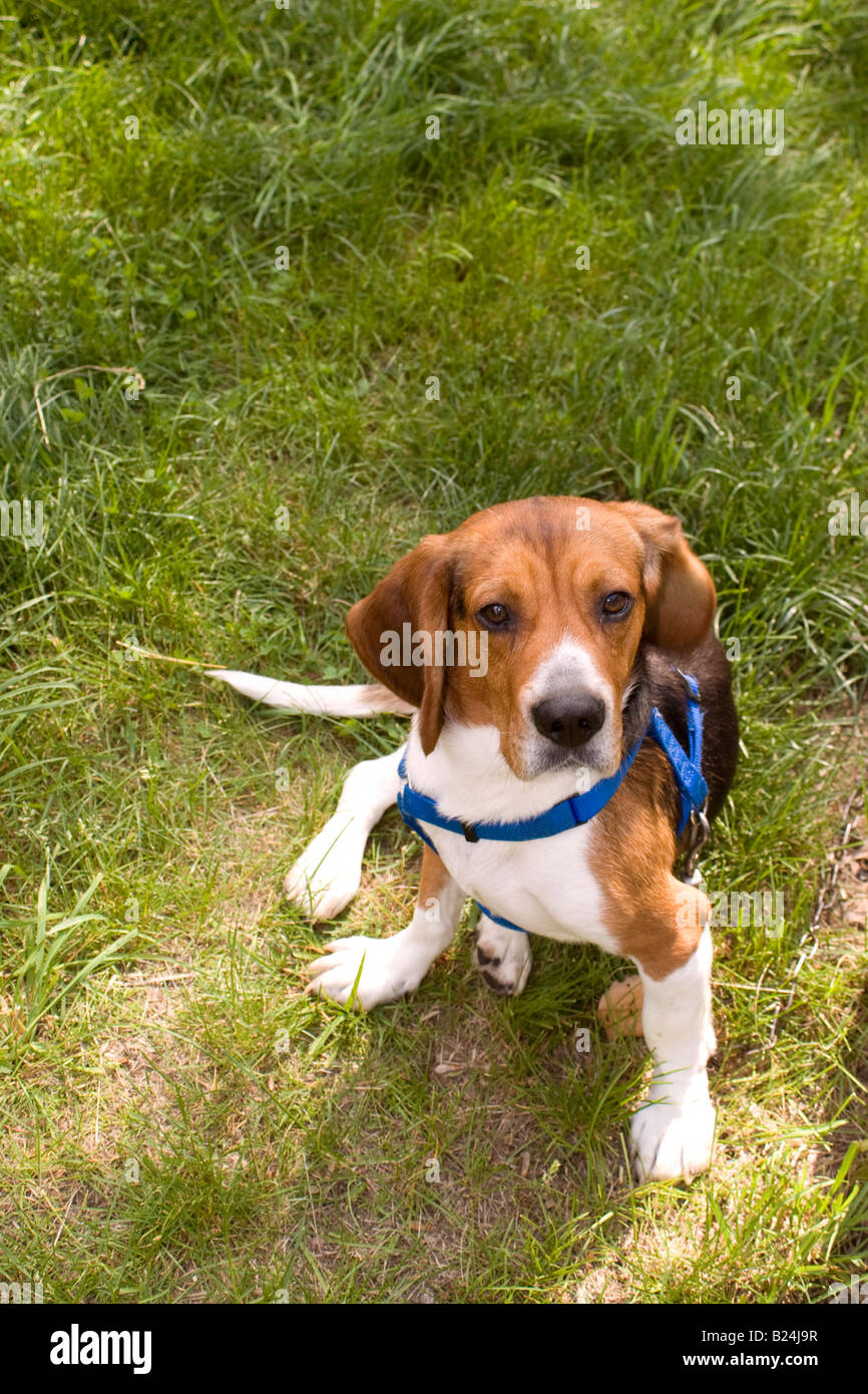 A cute young beagle puppy sitting funny in the grass Stock Photo - Alamy
