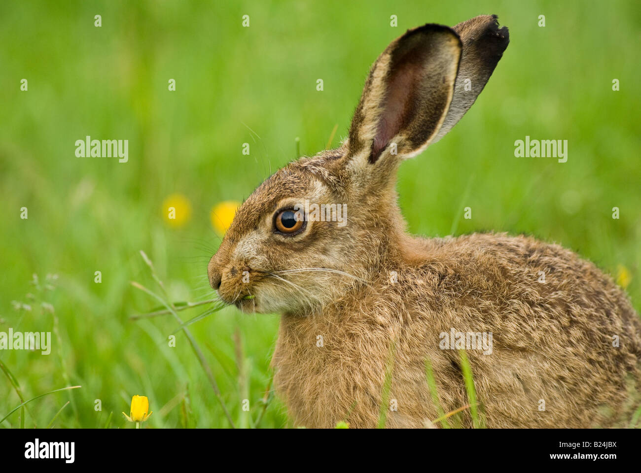 Hare eating hi-res stock photography and images - Alamy