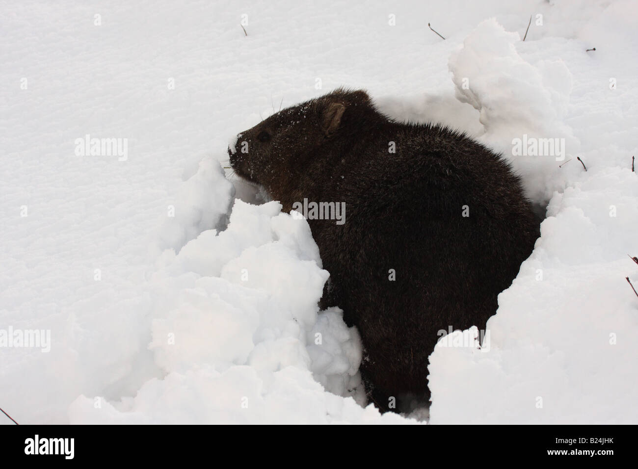 common wombat in snow Stock Photo - Alamy