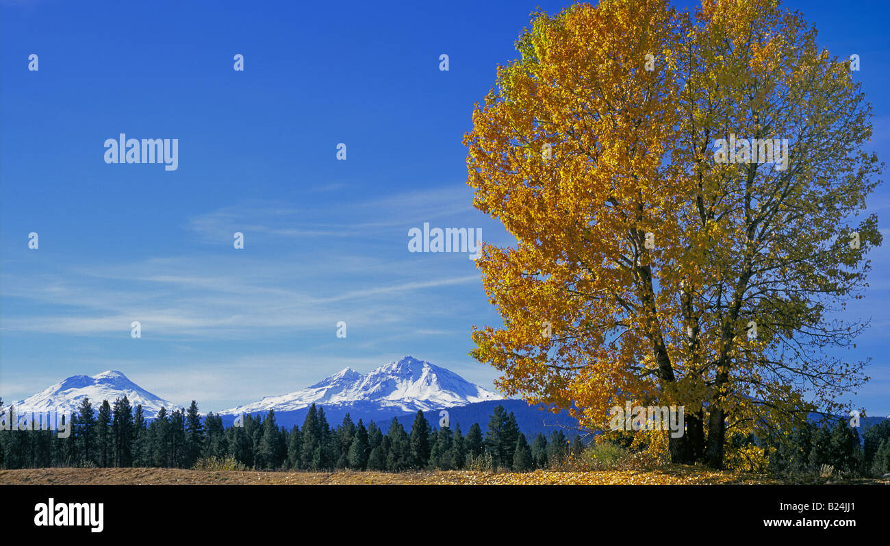 The view from Sisters Oregon of a giant willow tree turning gold in ...
