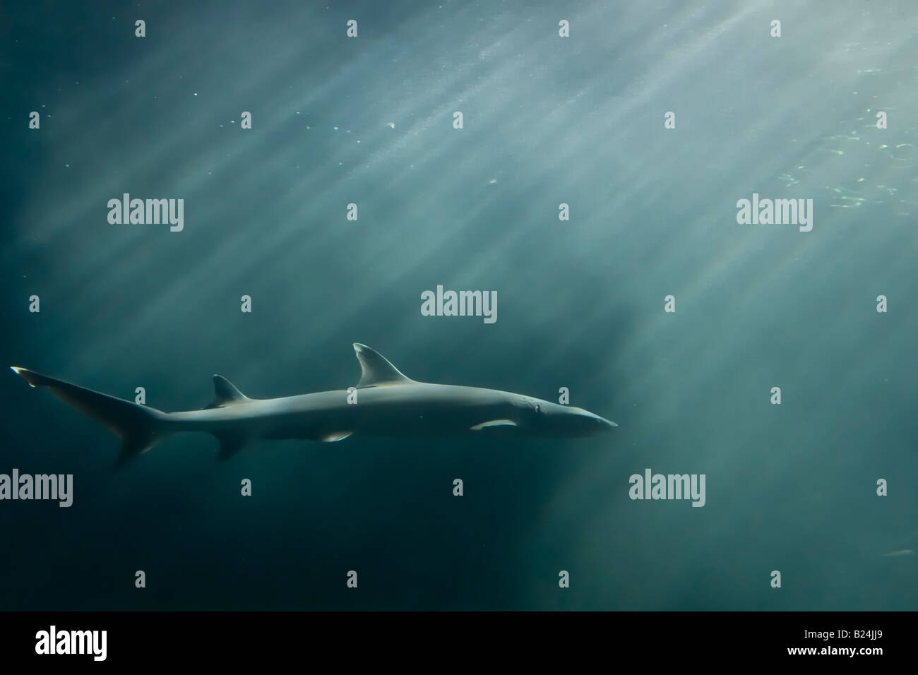 Light rays on shark Stock Photo - Alamy