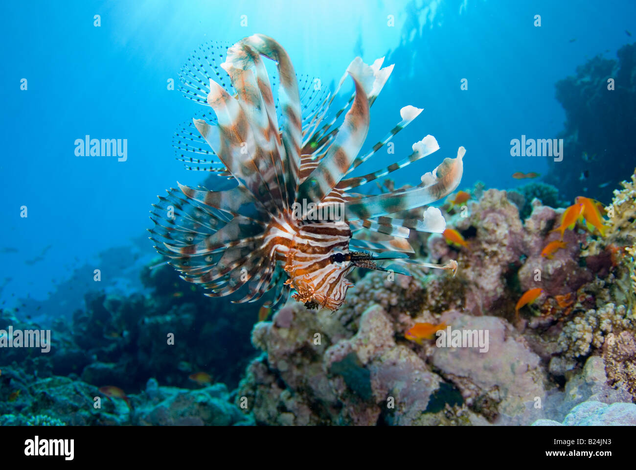 Himself fish hi-res stock photography and images - Alamy