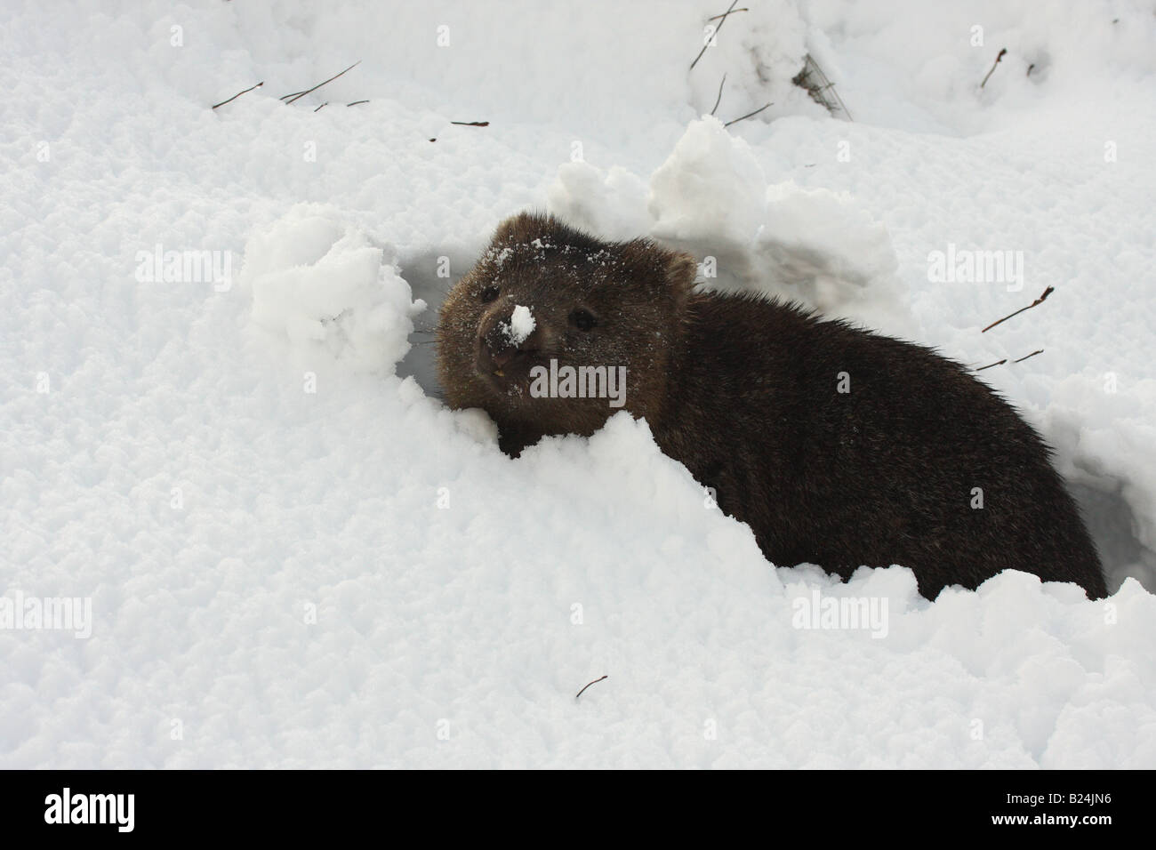 common wombat with snow on its nose Stock Photo - Alamy