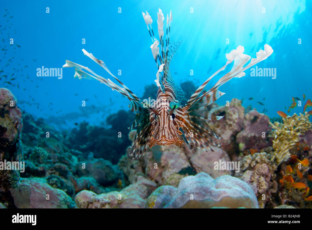 Himself fish hi-res stock photography and images - Alamy
