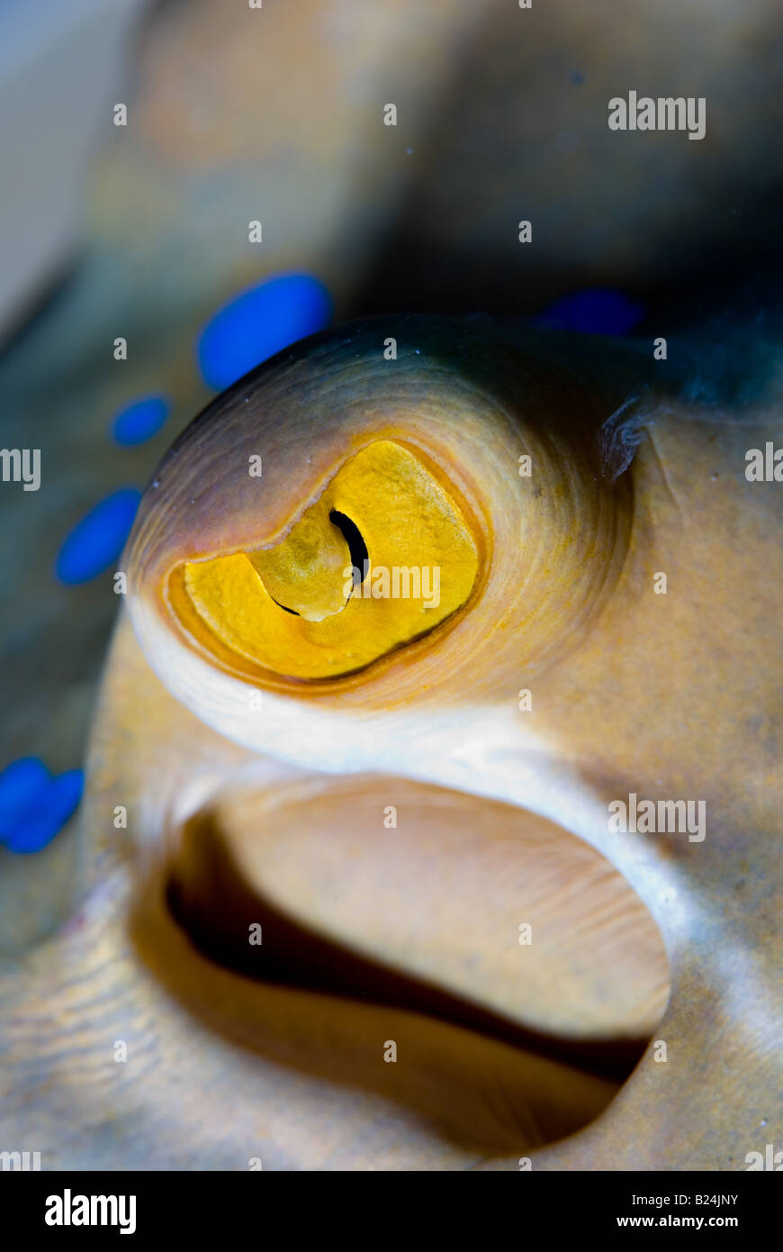 Sting ray fish hi-res stock photography and images - Alamy