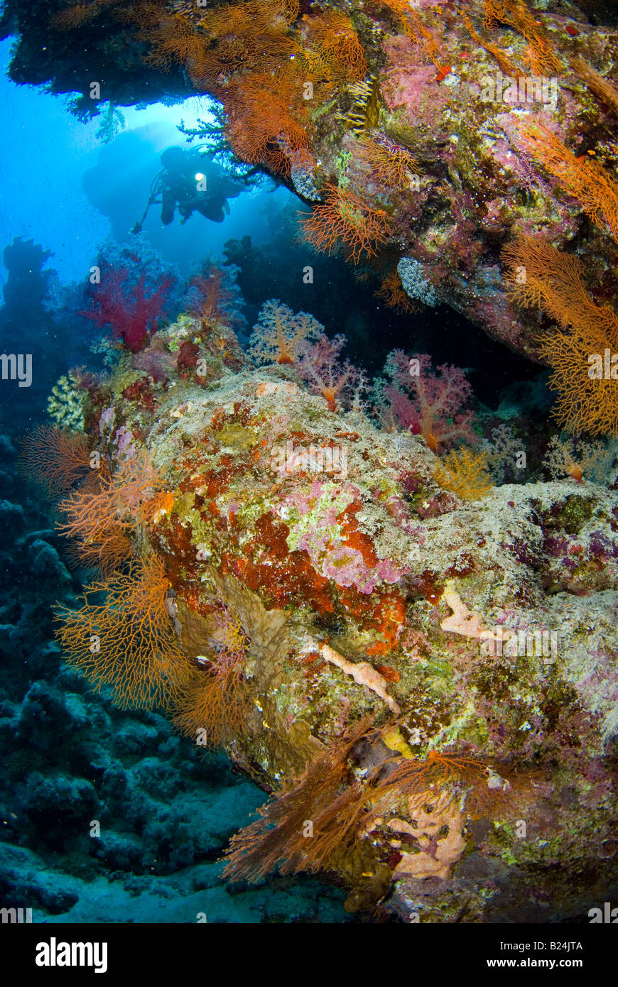 Scubadiver observing a soft coral patch in the reef crack. The sun-rays ...