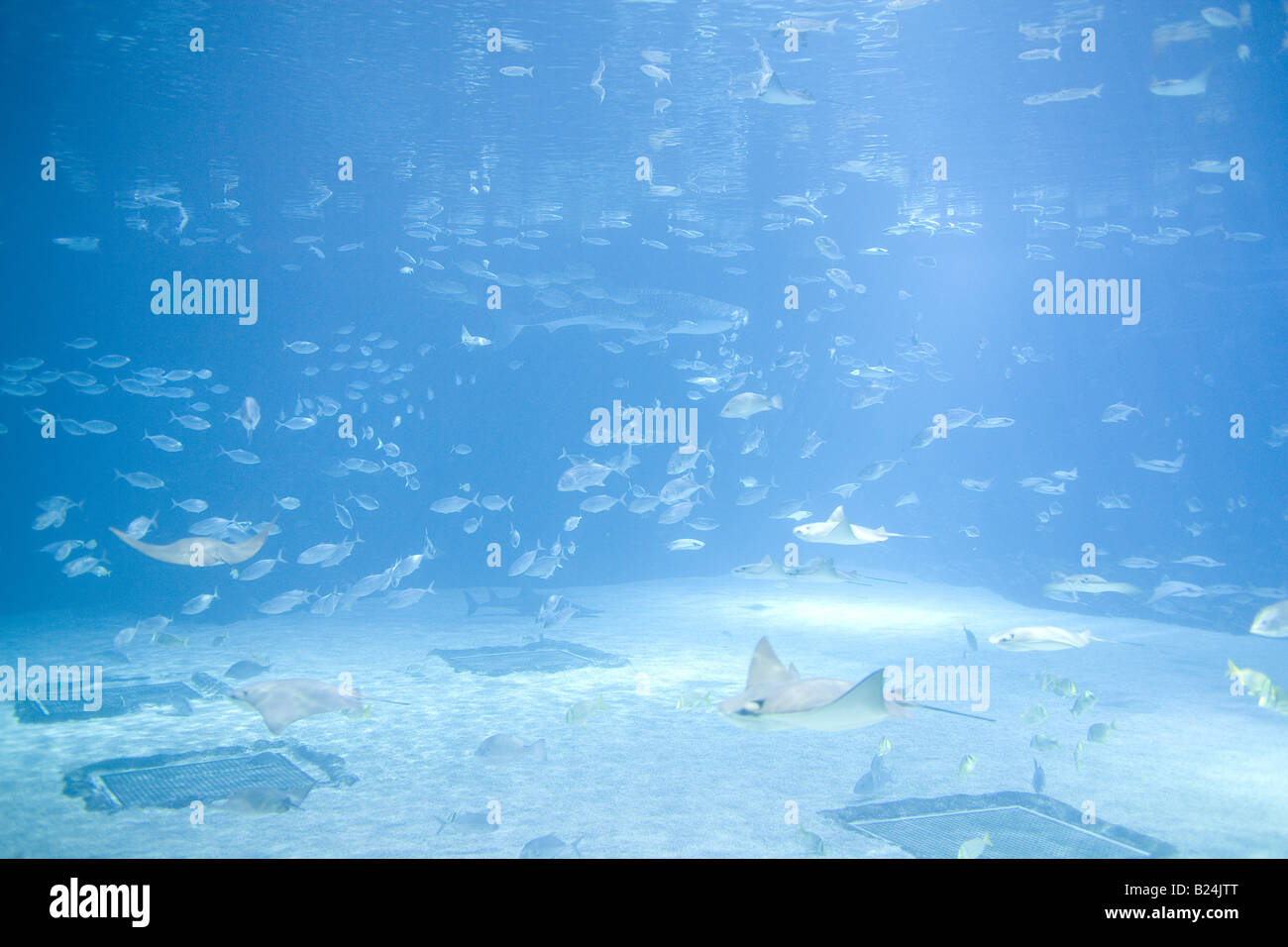 Stingray and Shark Stock Photo - Alamy