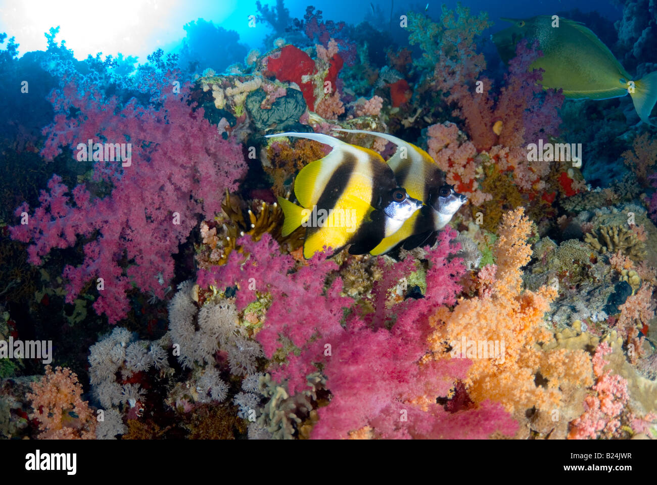 Pair of Red Sea banner fish on colorful reef Stock Photo - Alamy
