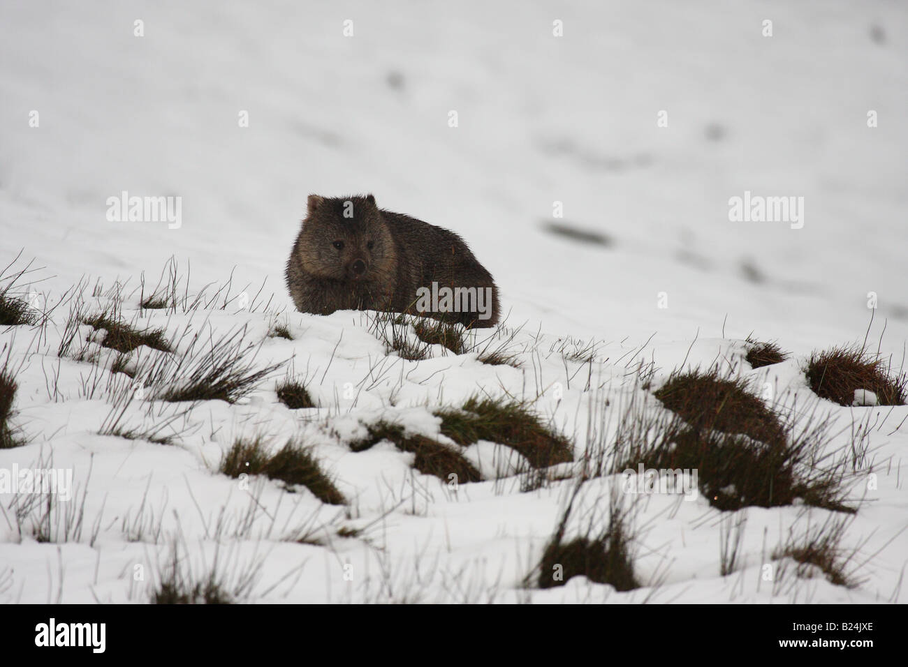 Common wombat in snow Stock Photo - Alamy