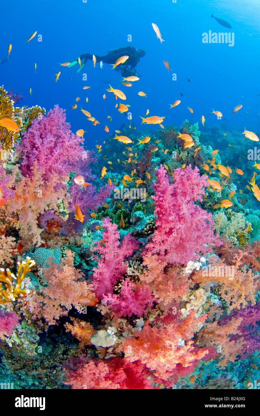 Scubadiver exploring beauty of colorful Red Sea reef Stock Photo - Alamy