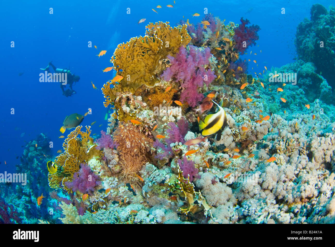 Scubadiver exploring beauty of colorful Red Sea reef Stock Photo - Alamy