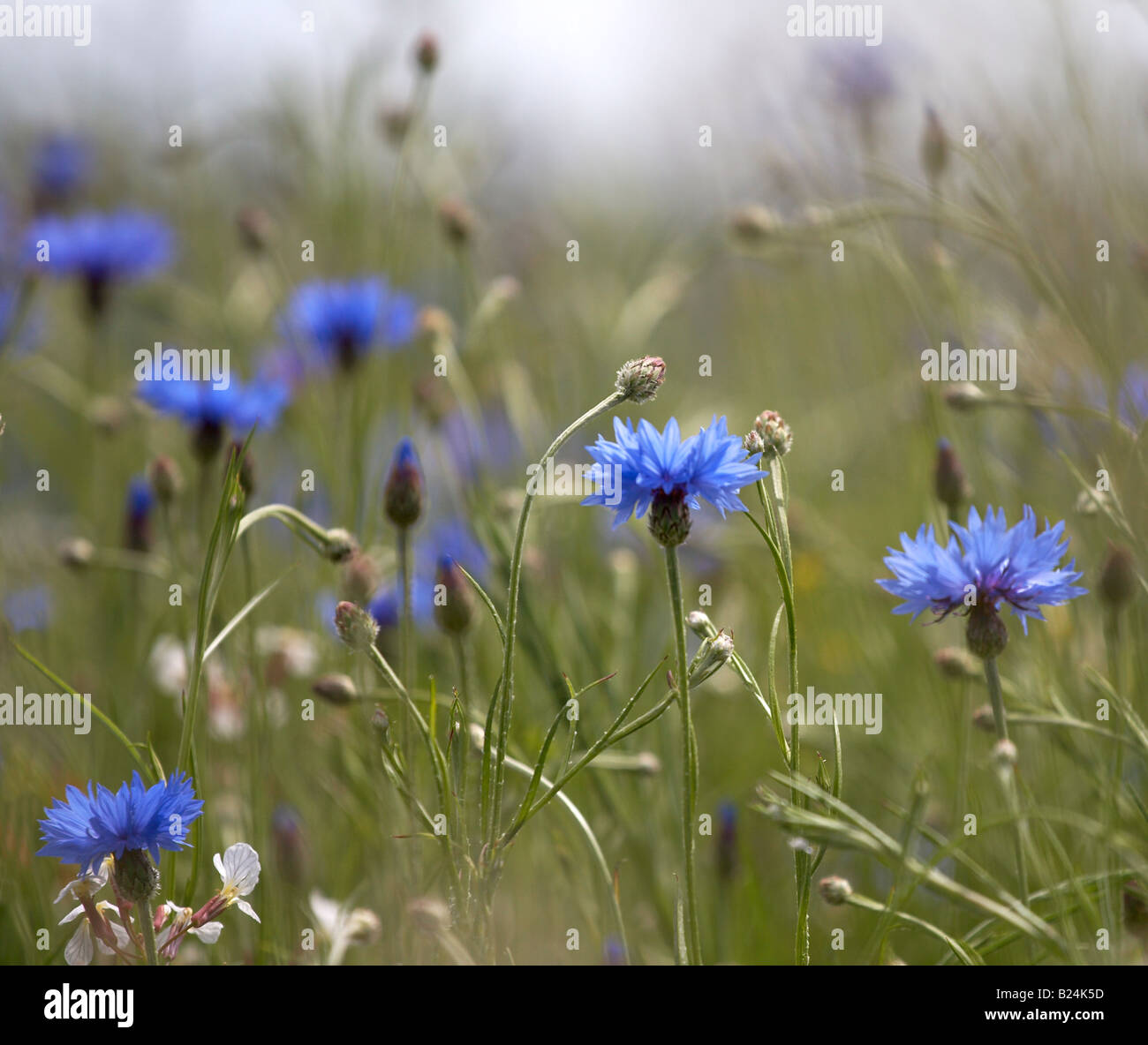 Blue cornflower field hi-res stock photography and images - Alamy
